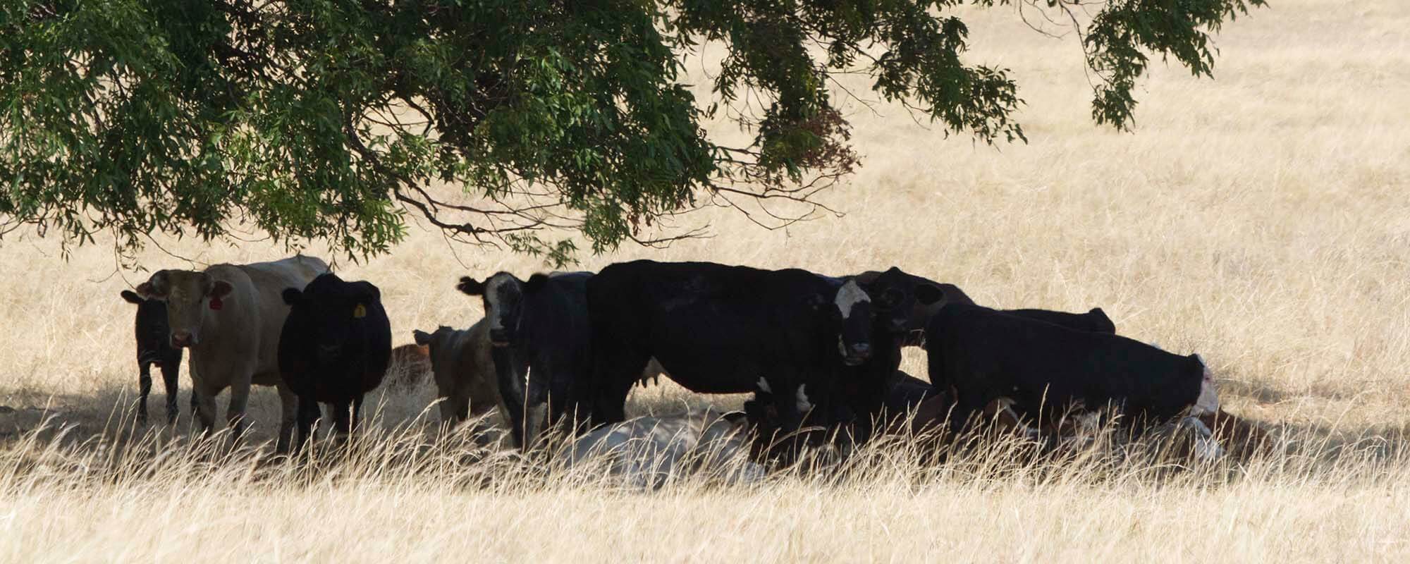 When It's Hot It's Hot and When It's Not, It's Still Hot! – Noble ...