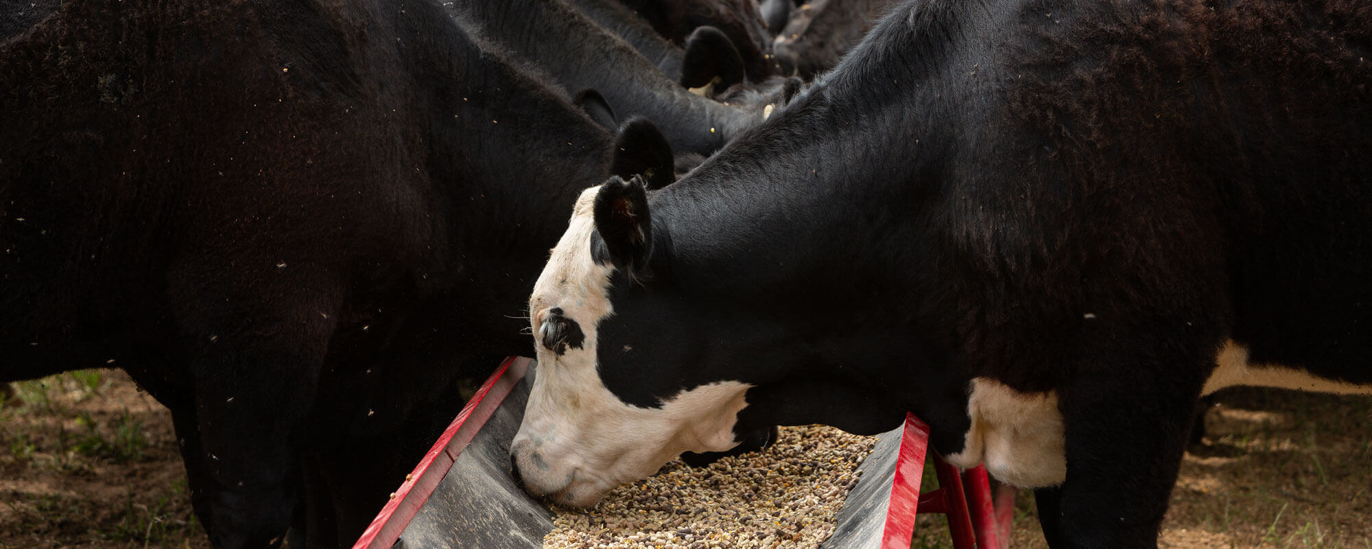 Winter Cow Supplementation: Protein and Energy Explained – Noble ...