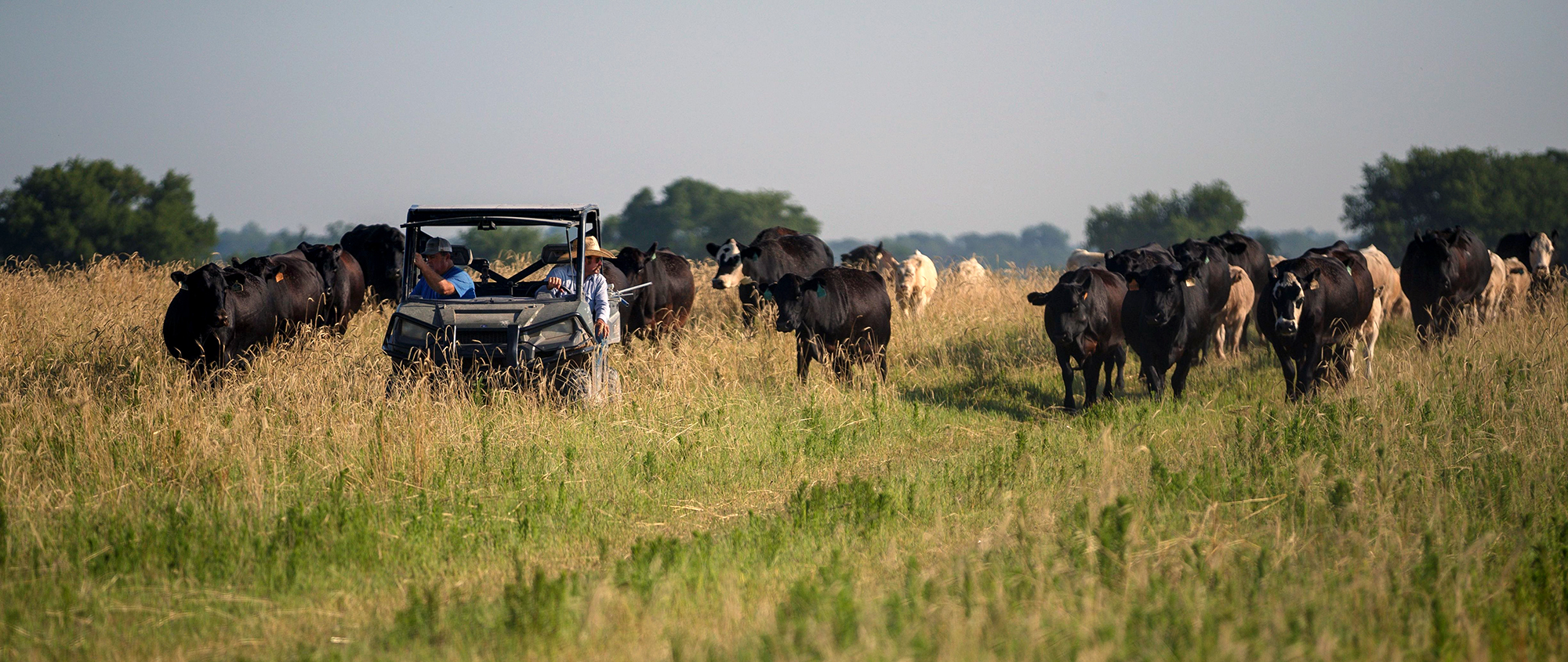 Low-Risk Strategies to Transition from Conventional to Adaptive Grazing ...