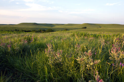 Noble Grazing: Flint Hills Series – Noble Research Institute