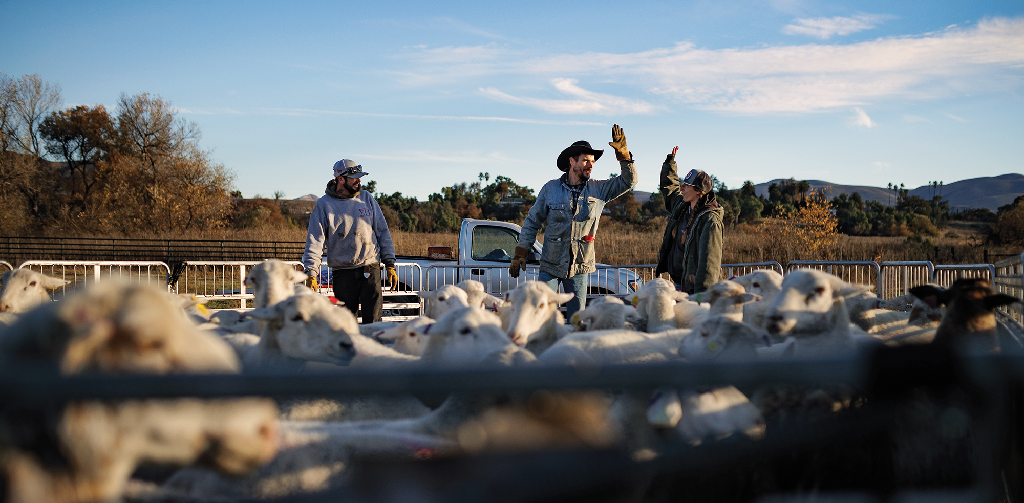 Pairing Grape Vines with Grazing – Noble Research Institute