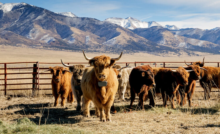 Restoring A Family Legacy – Noble Research Institute