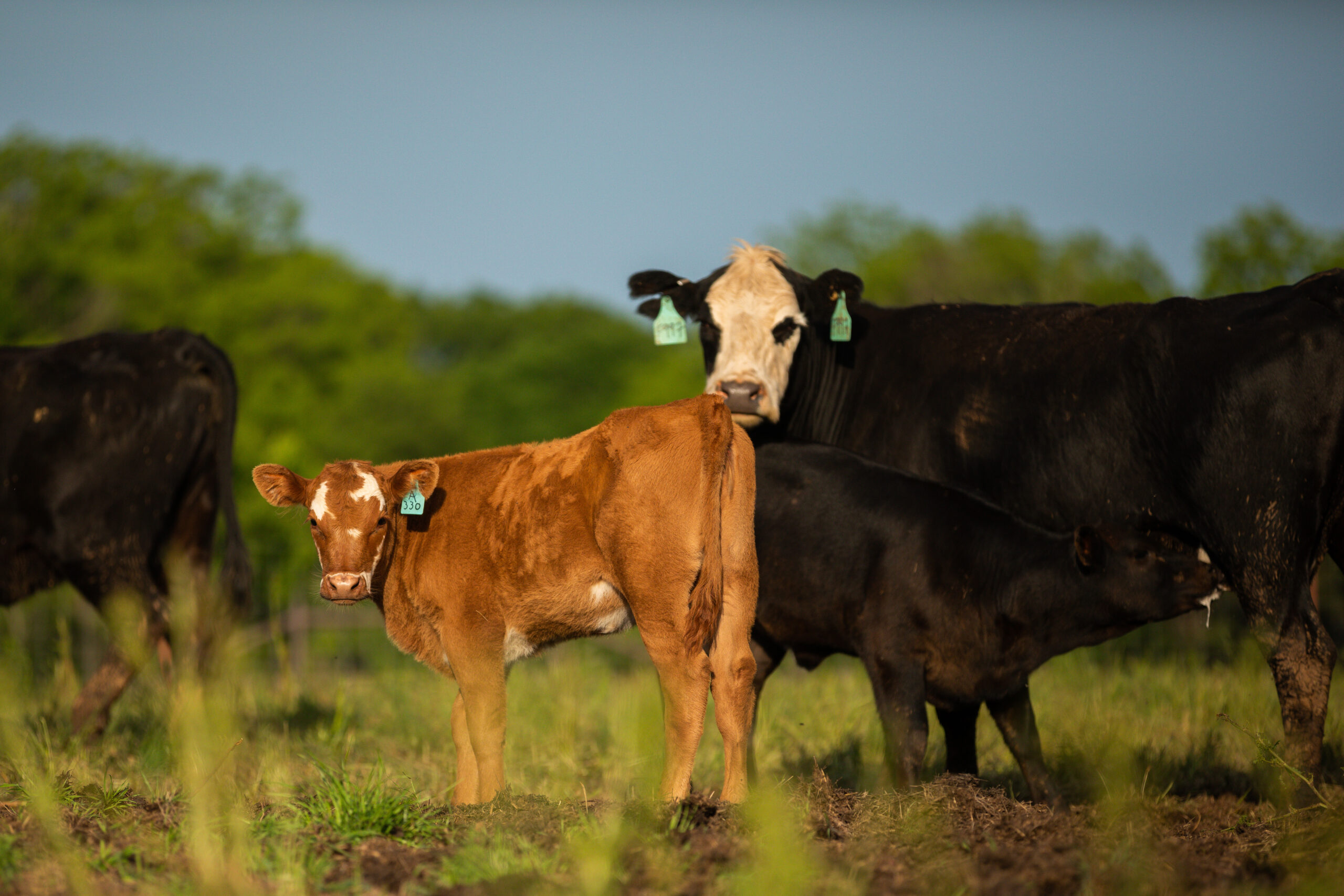 Choosing Nature’s Calving Season – Noble Research Institute