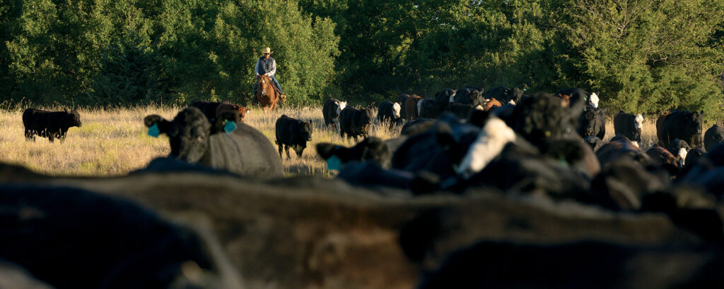 Growth, Movement and Optimism – Noble Research Institute